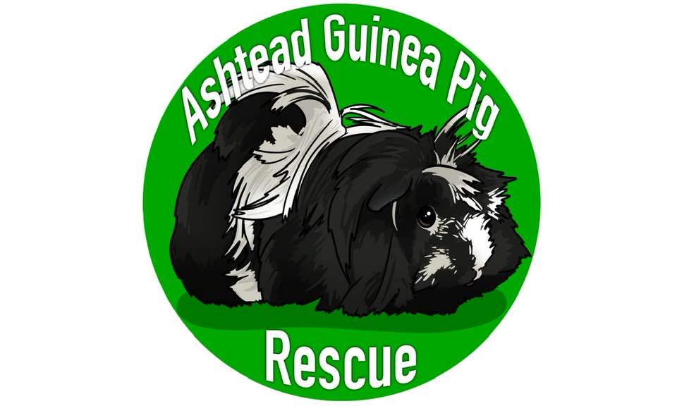 Ashtead Guinea Pig Rescue | Ashtead Pet Boarding & Guinea Pig Rescue